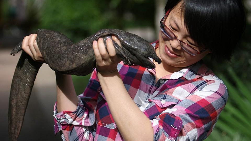 How a Salamander Pyramid Scheme Doomed the World’s Largest Amphibians