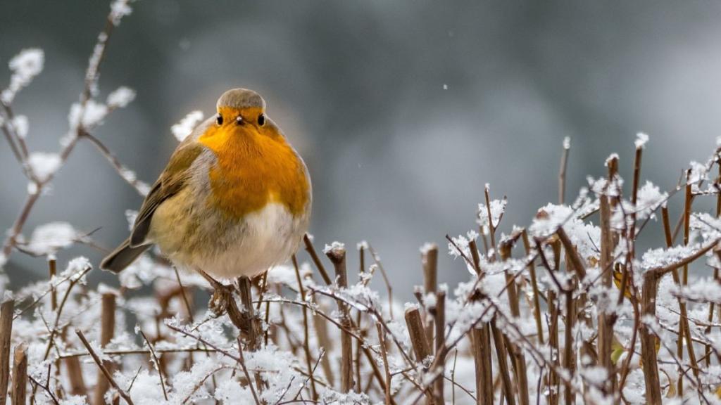 How to rescue robins from cold weather this winter